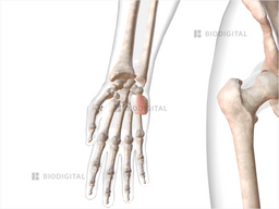 Right palmaris brevis | BioDigital Anatomy