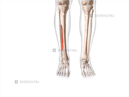 Right extensor hallucis longus | BioDigital Anatomy