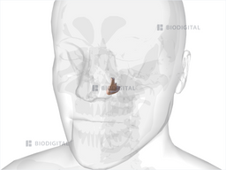 Left inferior nasal concha | BioDigital Anatomy