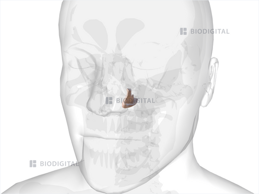 Left inferior nasal concha | BioDigital Anatomy