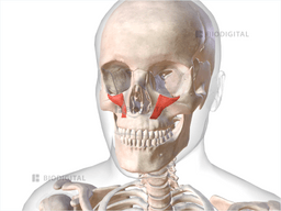 Levator labii superioris | BioDigital Anatomy