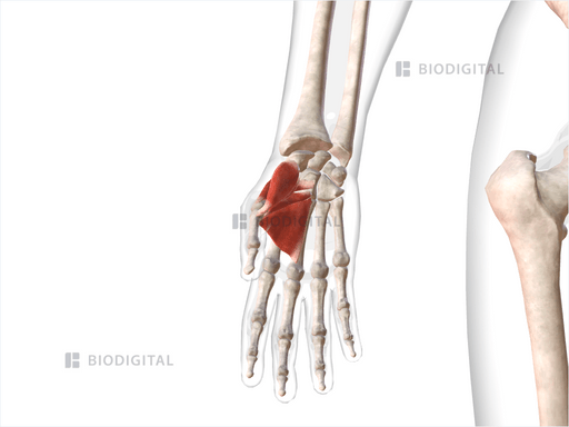 Thenar muscles of right hand | BioDigital Anatomy