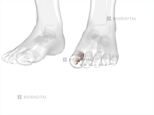 Phalanges of left big toe | BioDigital Anatomy