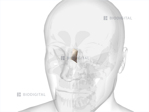 Left nasal bone | BioDigital Anatomy