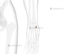Left trapezium | BioDigital Anatomy