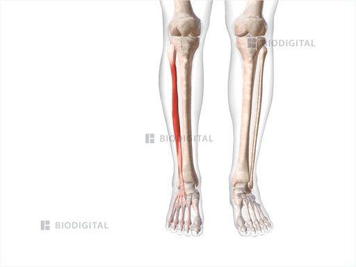 Right extensor digitorum longus | BioDigital Anatomy