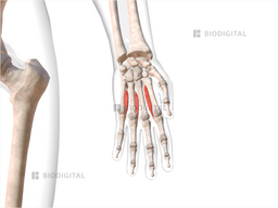 Palmar interosseous muscles of left hand | BioDigital Anatomy