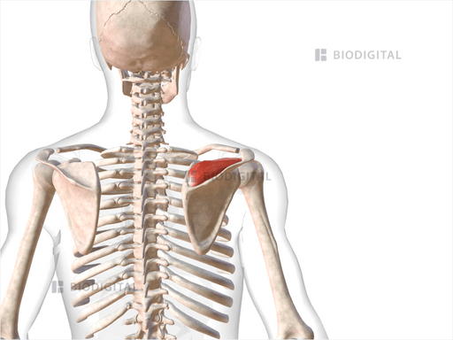 Right supraspinatus | BioDigital Anatomy