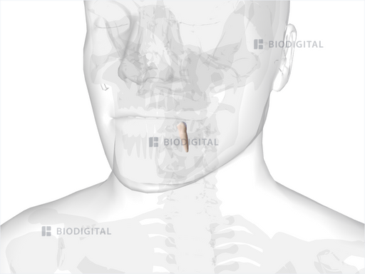 Left mandibular second premolar | BioDigital Anatomy