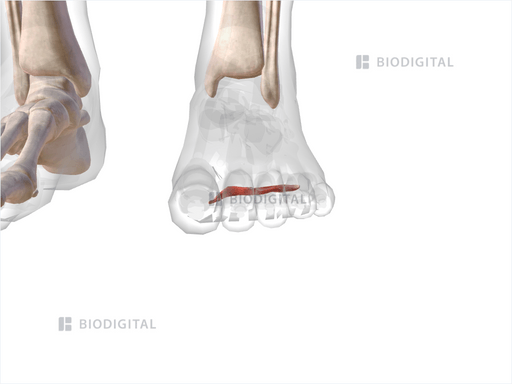 Left adductor hallucis transverse head | BioDigital Anatomy