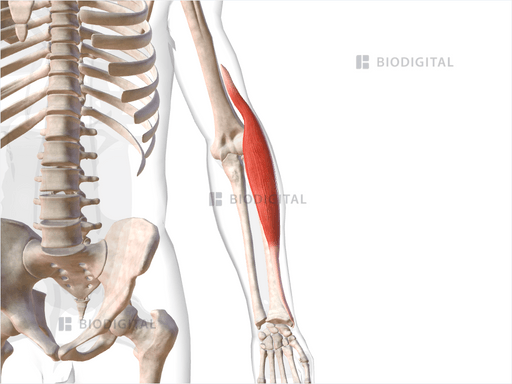 Left brachioradialis | BioDigital Anatomy