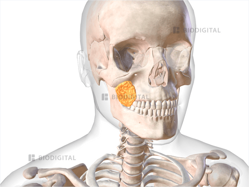 Right buccal fat pad | BioDigital Anatomy
