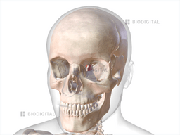 Left medial rectus | BioDigital Anatomy