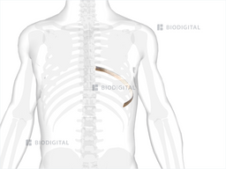 Left eighth rib | BioDigital Anatomy