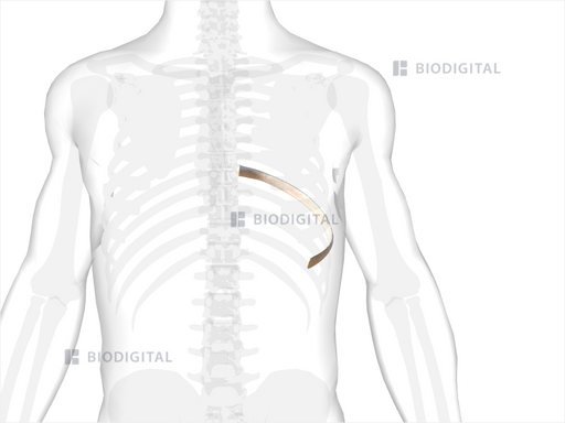 Left eighth rib | BioDigital Anatomy
