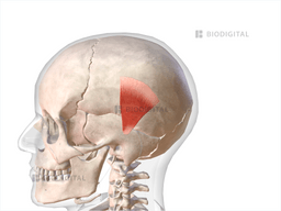 Left auricularis superior | BioDigital Anatomy
