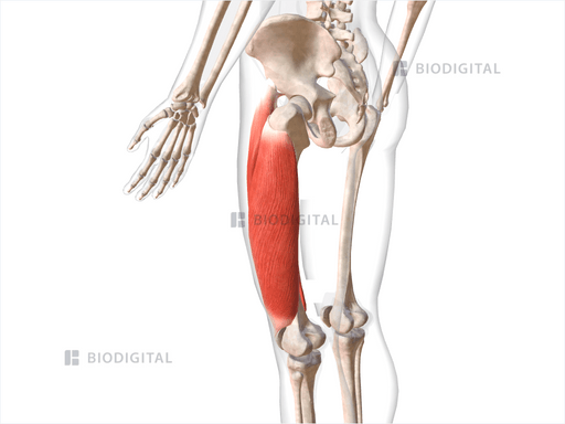 Left quadriceps femoris | BioDigital Anatomy