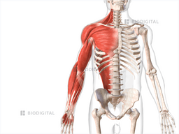 Muscles of right upper limb | BioDigital Anatomy