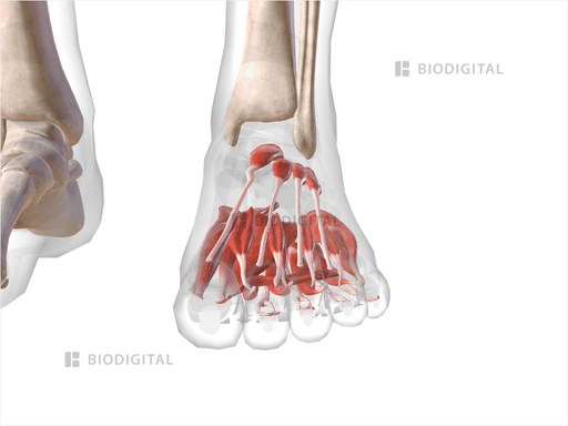 Muscles of left foot | BioDigital Anatomy
