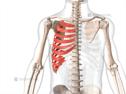 Right internal intercostals | BioDigital Anatomy
