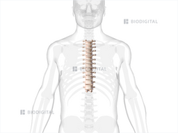 Thoracic vertebrae | BioDigital Anatomy
