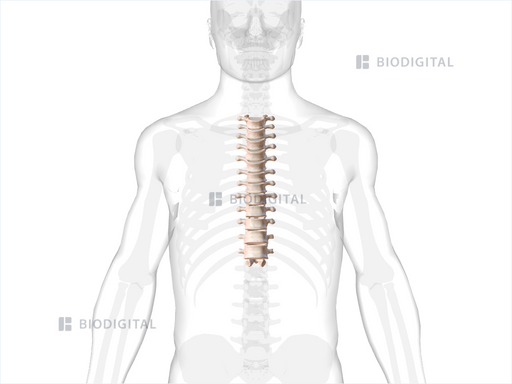 Thoracic vertebrae | BioDigital Anatomy