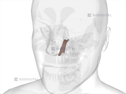Vomer | BioDigital Anatomy