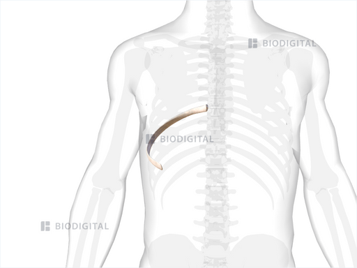 Right eighth rib | BioDigital Anatomy