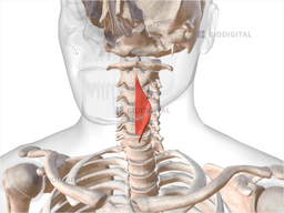 Left inferior pharyngeal constrictor | BioDigital Anatomy