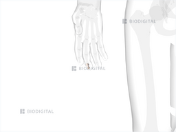 Distal phalanx of right middle finger | BioDigital Anatomy