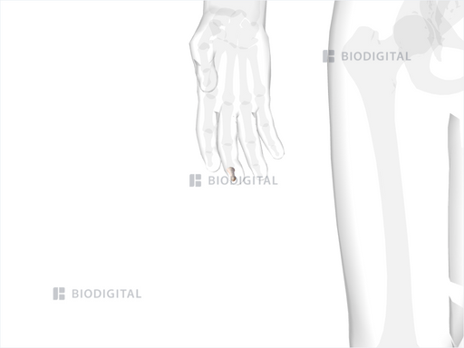 Distal phalanx of right middle finger | BioDigital Anatomy