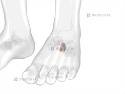 Left lateral cuneiform | BioDigital Anatomy