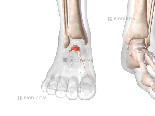 Right extensor hallucis brevis | BioDigital Anatomy