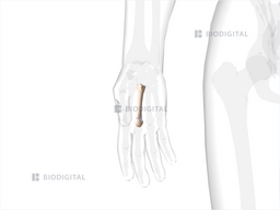 Right third metacarpal | BioDigital Anatomy