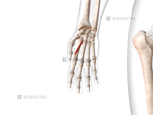 First lumbrical muscle of right hand | BioDigital Anatomy