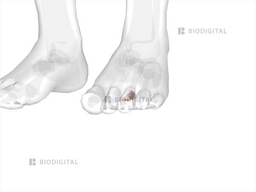 Proximal phalanx of left third toe | BioDigital Anatomy
