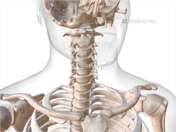 Right vocalis | BioDigital Anatomy