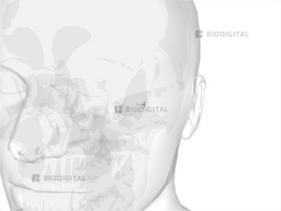 Ossicles of left ear | BioDigital Anatomy