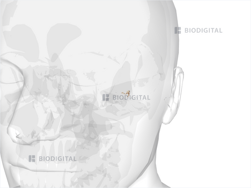 Ossicles of left ear | BioDigital Anatomy