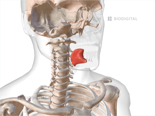 Right genioglossus | BioDigital Anatomy