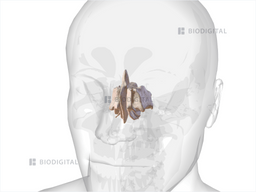 Ethmoid bone | BioDigital Anatomy