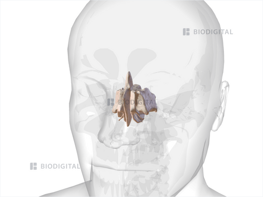 Ethmoid bone | BioDigital Anatomy