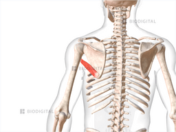 Left teres major | BioDigital Anatomy