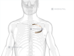 Left third rib | BioDigital Anatomy