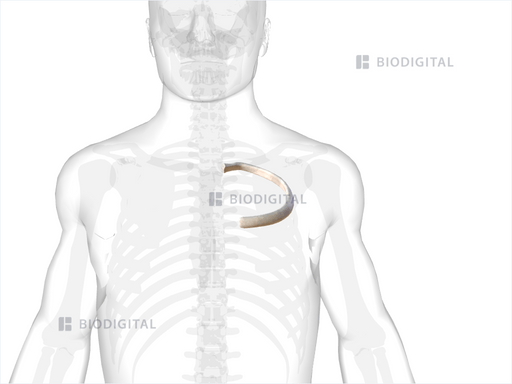 Left third rib | BioDigital Anatomy