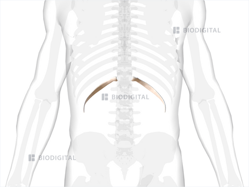 Twelfth fib | BioDigital Anatomy