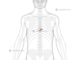 Ninth thoracic vertebra | BioDigital Anatomy
