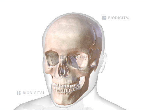 Bones of head | BioDigital Anatomy