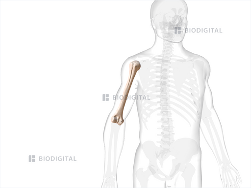 Right humerus | BioDigital Anatomy