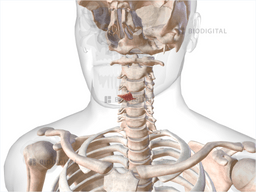 Left anterior belly of digastric muscle | BioDigital Anatomy
